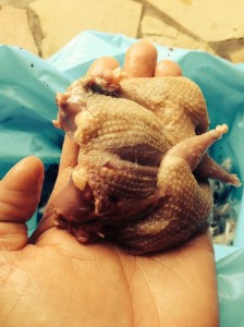 Game Bird Processing - Survivalist Prepper